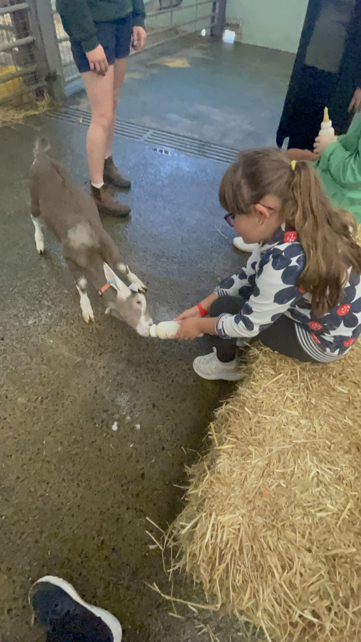 Bottle Feed The Goats at Folly Farm Adventure Park & Zoo