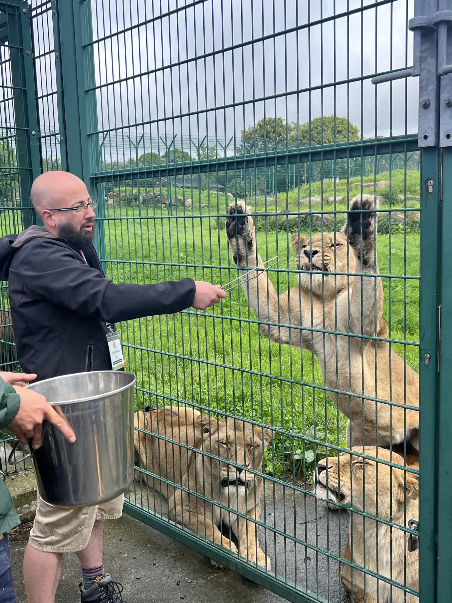 Lion Experience UK • Lion Feeding at Folly Farm