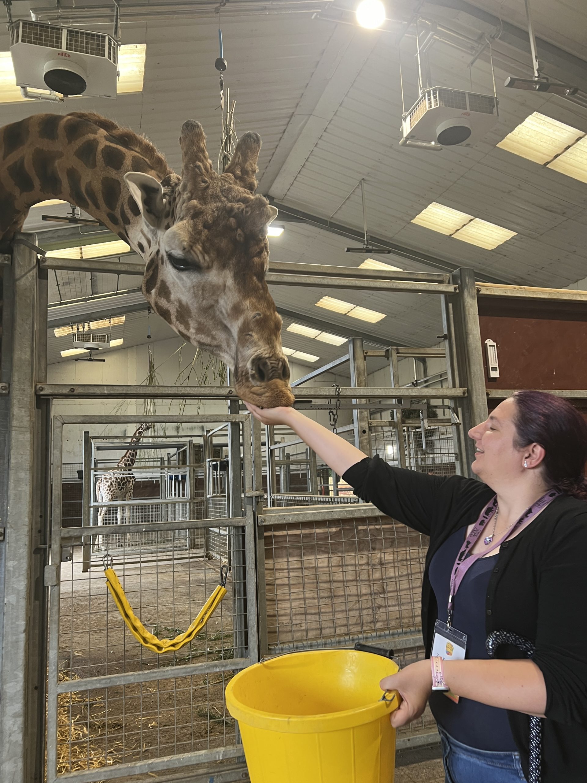 Giraffe Experience UK • Feed Giraffes at Folly Farm