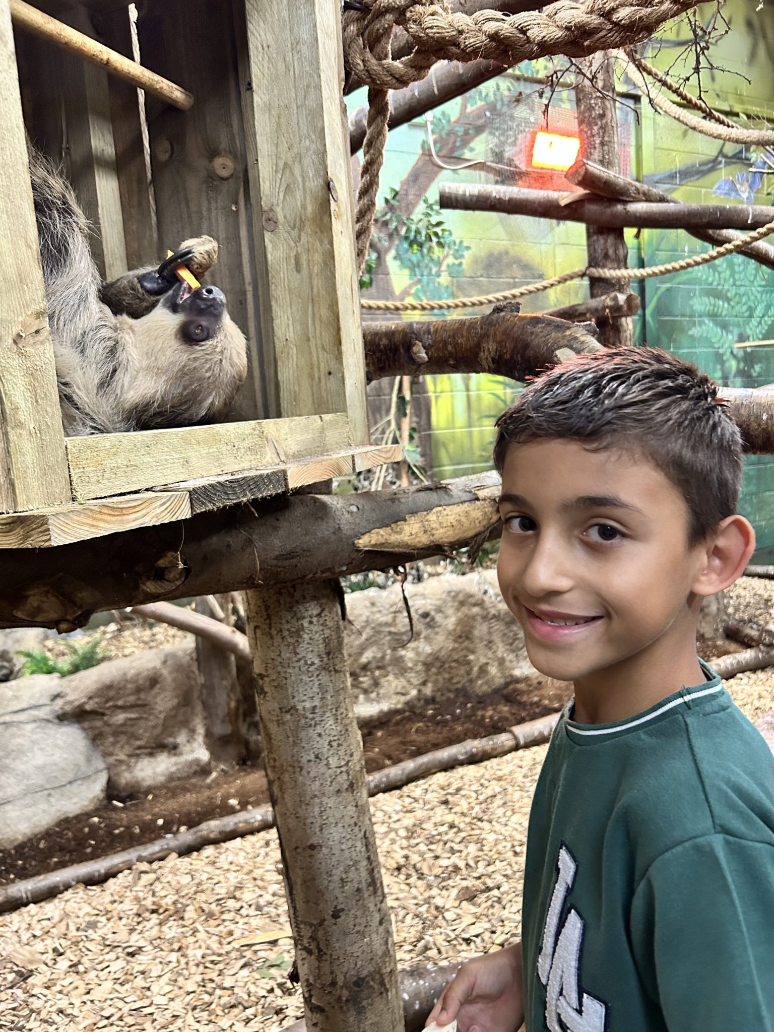 Sloth Experience UK • Meet a Sloth at Folly Farm Wales