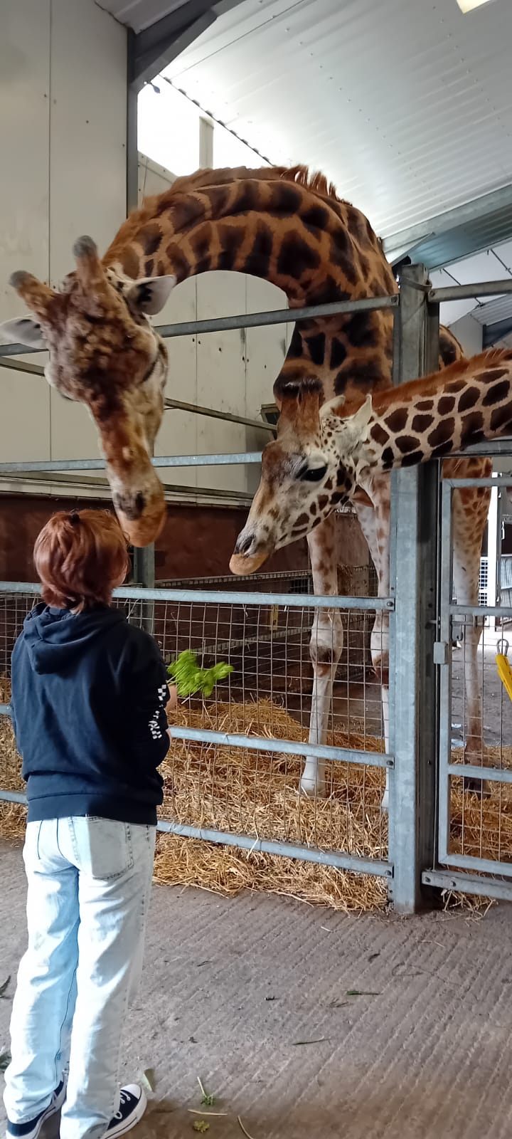 Giraffe Experience UK • Feed Giraffes at Folly Farm