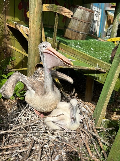 Asian Adventure Welcomes Pink-Backed Pelican Chick • Folly Farm