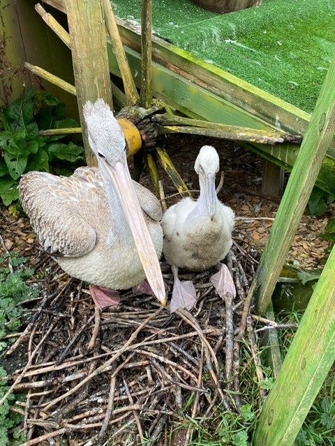 Asian Adventure Welcomes Pink-Backed Pelican Chick • Folly Farm