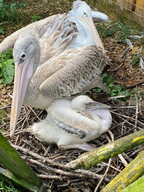 Asian Adventure Welcomes Pink-Backed Pelican Chick • Folly Farm
