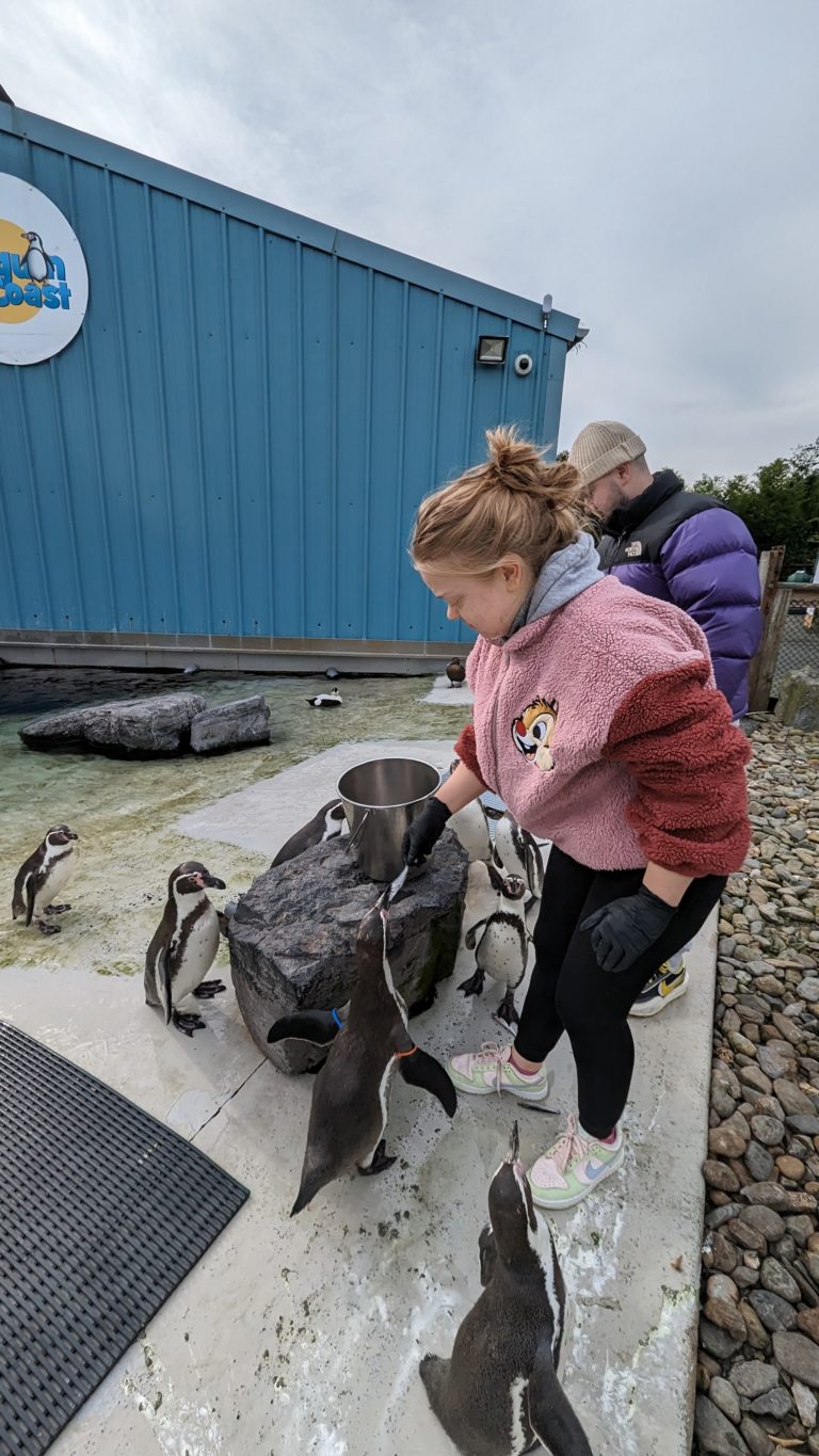 Penguin Experience UK • Feed the Penguins at Folly Farm