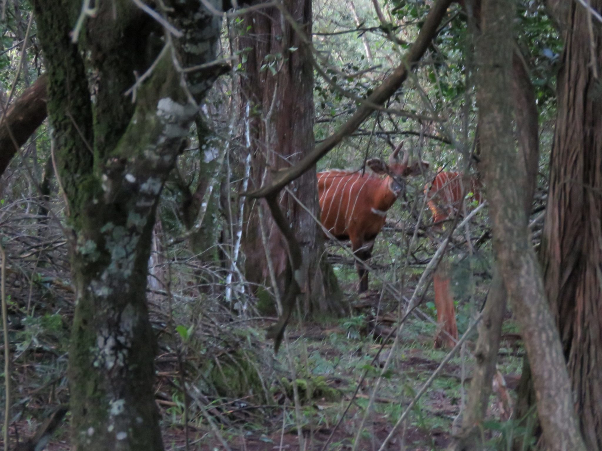 Tracking endangered bongo antelope in Africa • Folly Farm