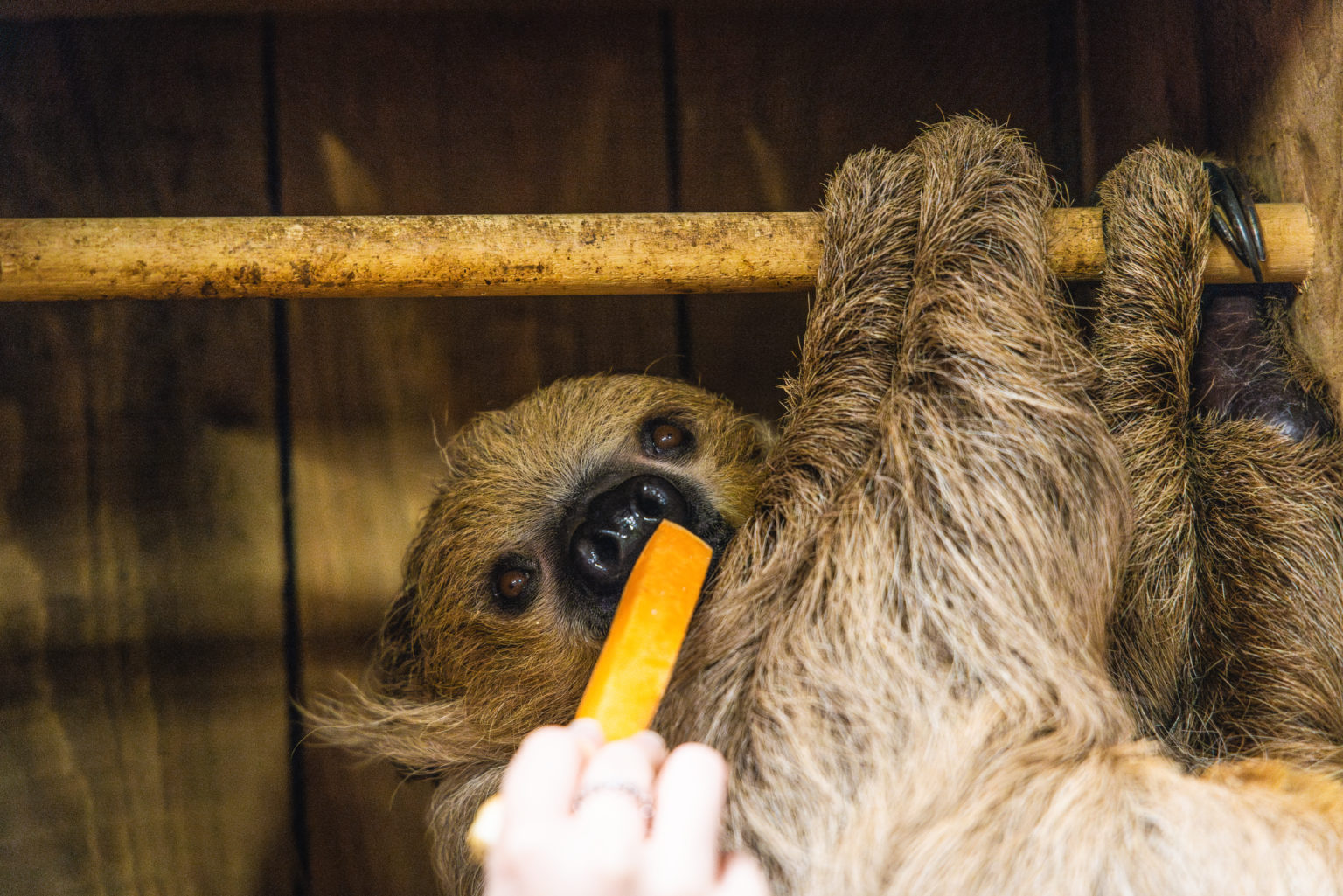 A sloth nursery on the horizon for Folly Farm • Folly Farm