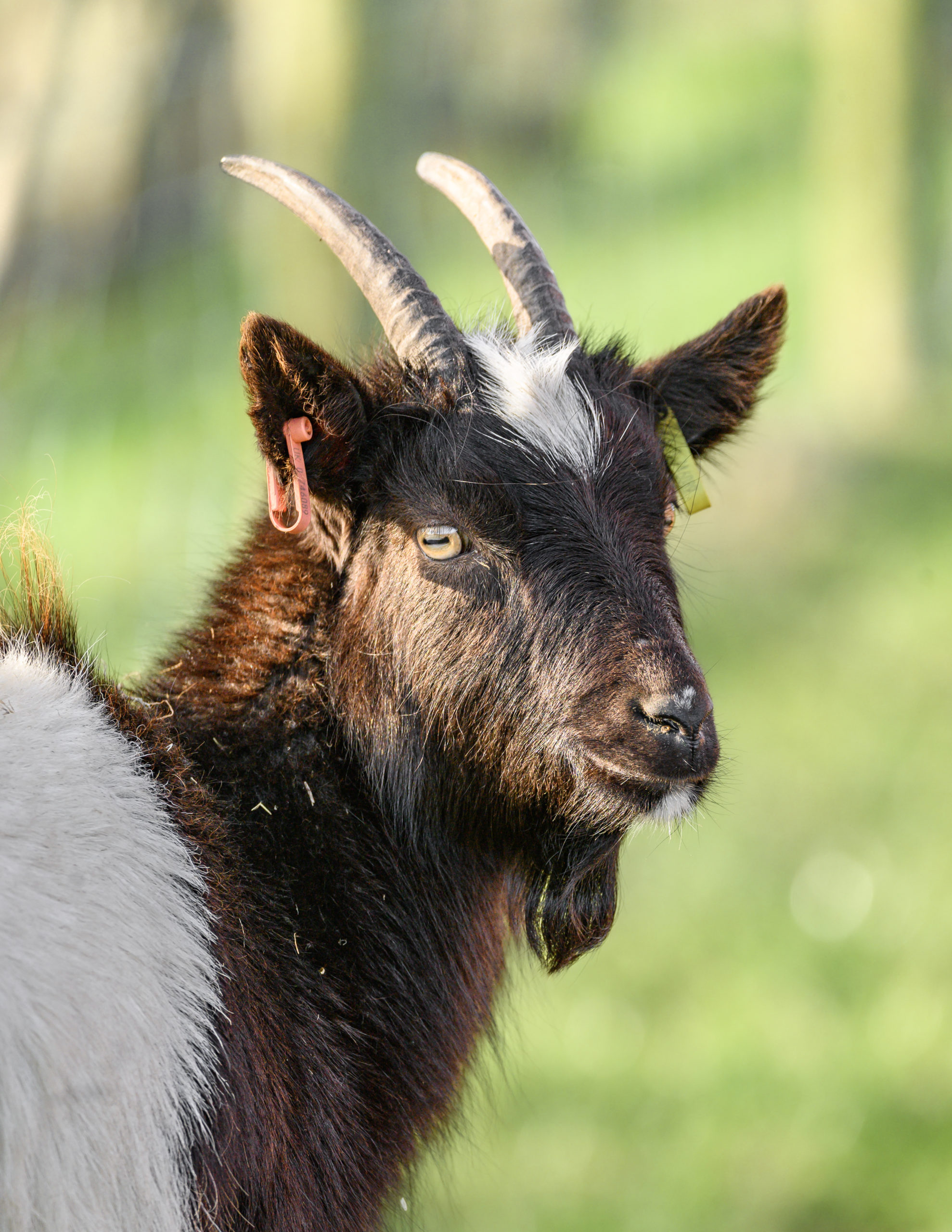 Rare Bagot goats help to enhance our natural habitats • Folly Farm