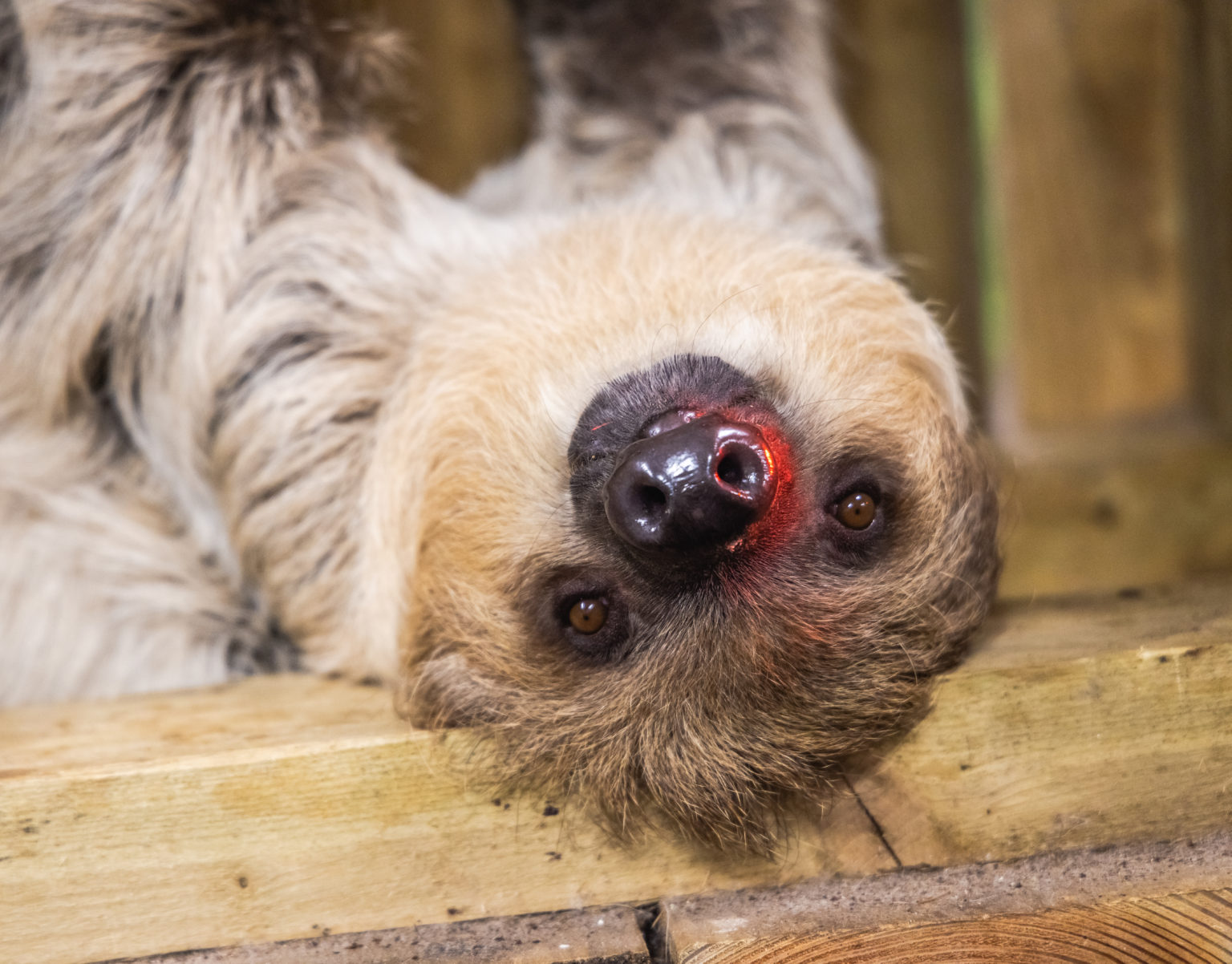 Adopt a Sloth in the UK • Sloth Adoption Gifts • Folly Farm