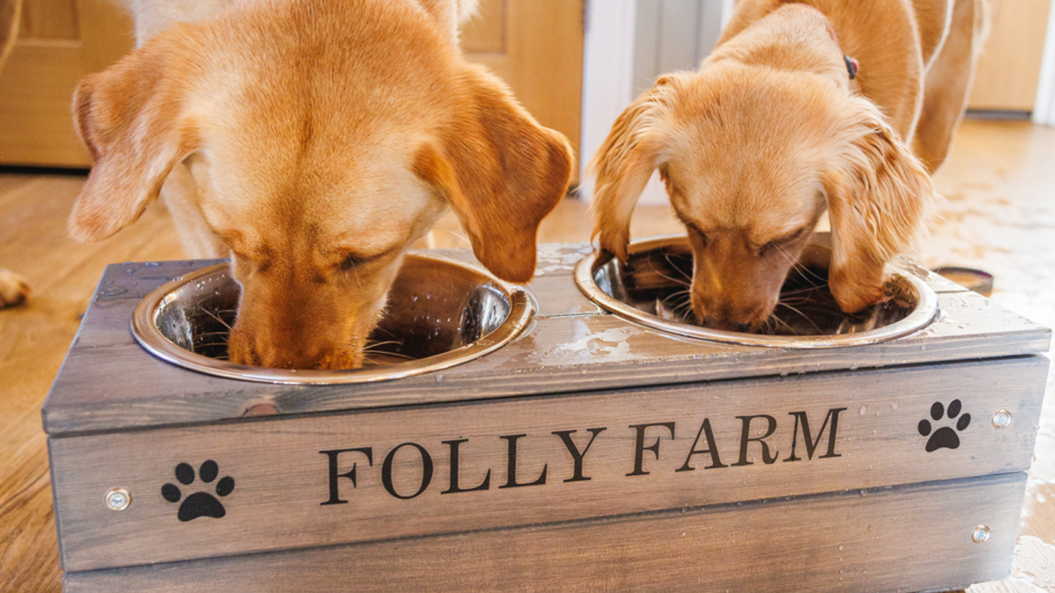 Fairground Pet Friendly Lodge • Folly Farm