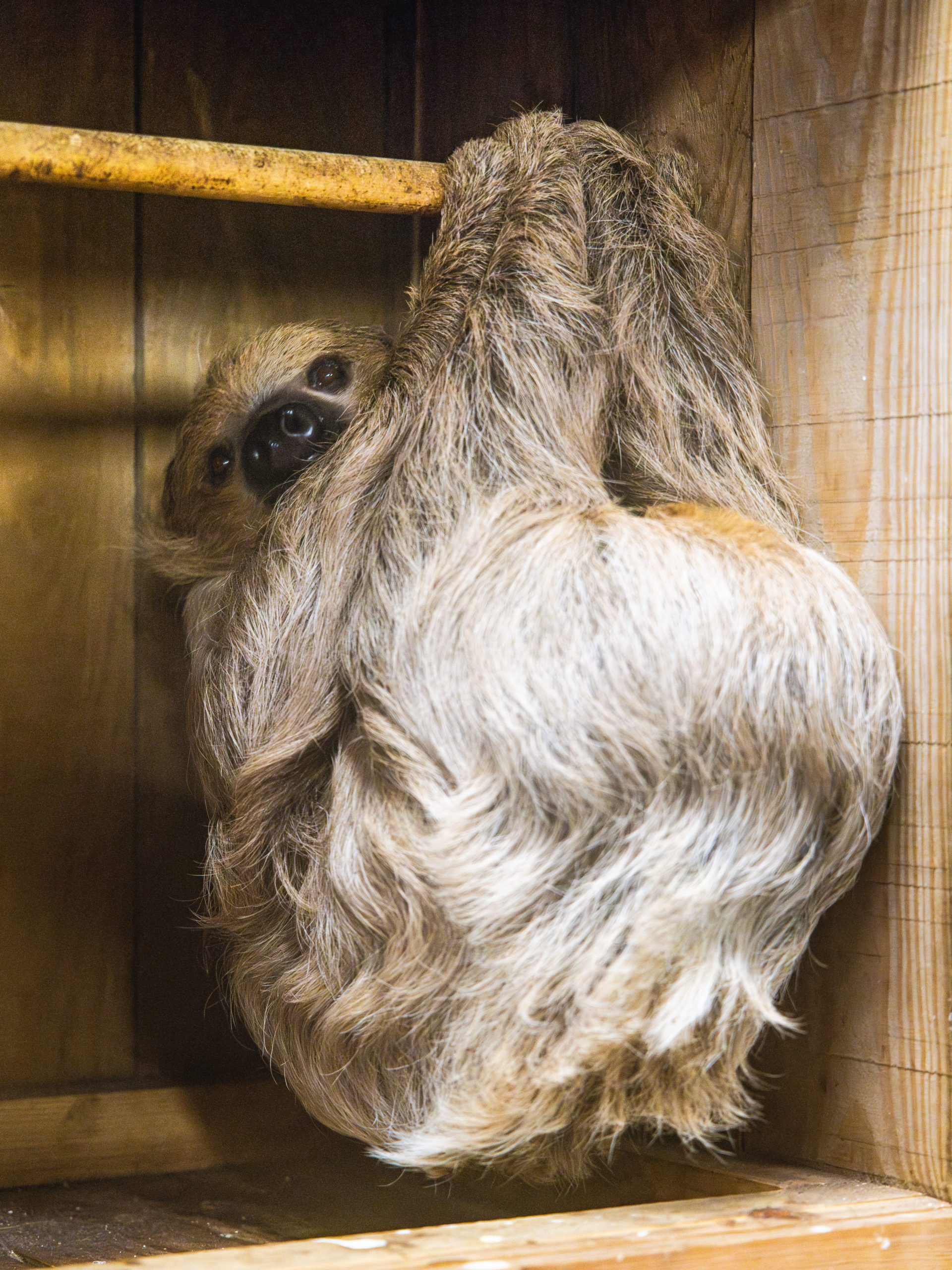 Breeding Male Sloth Joins the Family • Folly Farm