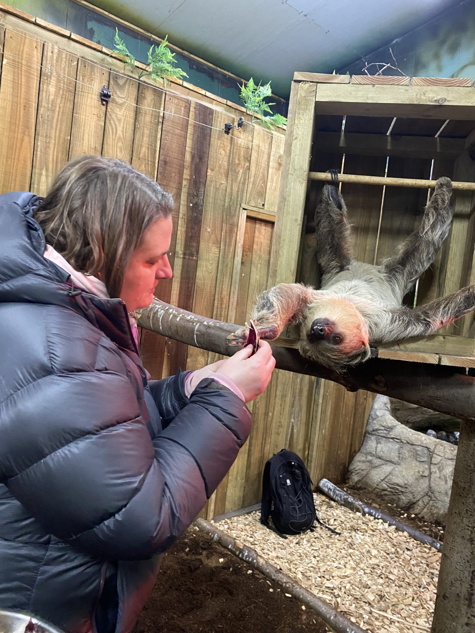 Sloth Experience UK • Meet a Sloth at Folly Farm Wales