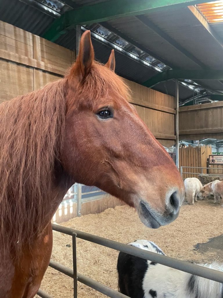 List of Farm Animals at Folly Farm • Farm animals A to Z