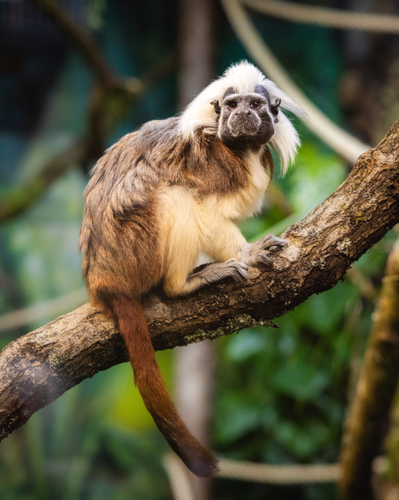 Critically endangered cotton-top tamarins arrive at the zoo • Folly Farm