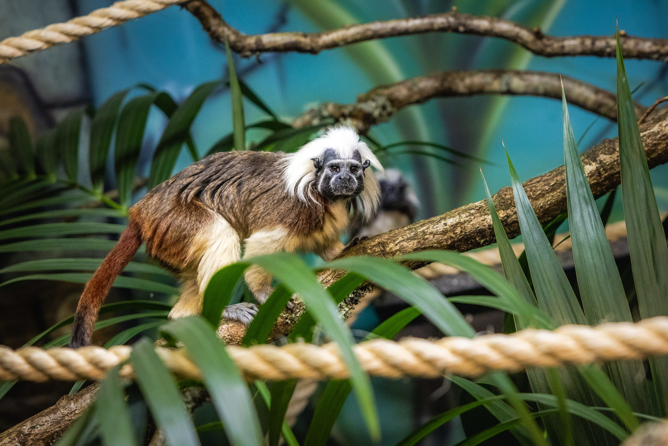 Folly Farm Adventure Park and Zoo 🏆 Family Favourites Award Winner