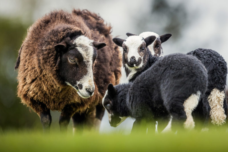 Kid's Farm & Farm Park • The Jolly Barn at Folly Farm