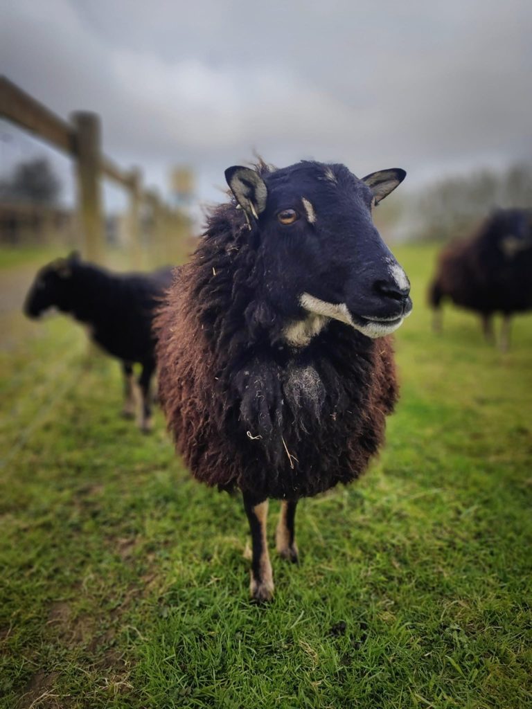 Rare Breed Farm Park • Folly Farm