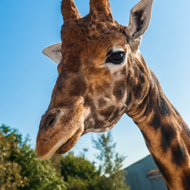 Adopt a Giraffe in the UK • Sponsor a Giraffe Gift Packs • Folly Farm