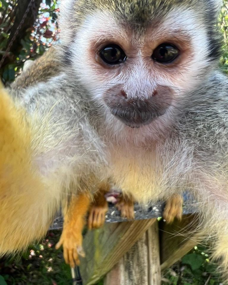 Squirrel Monkey • Fun Facts & Information For Kids