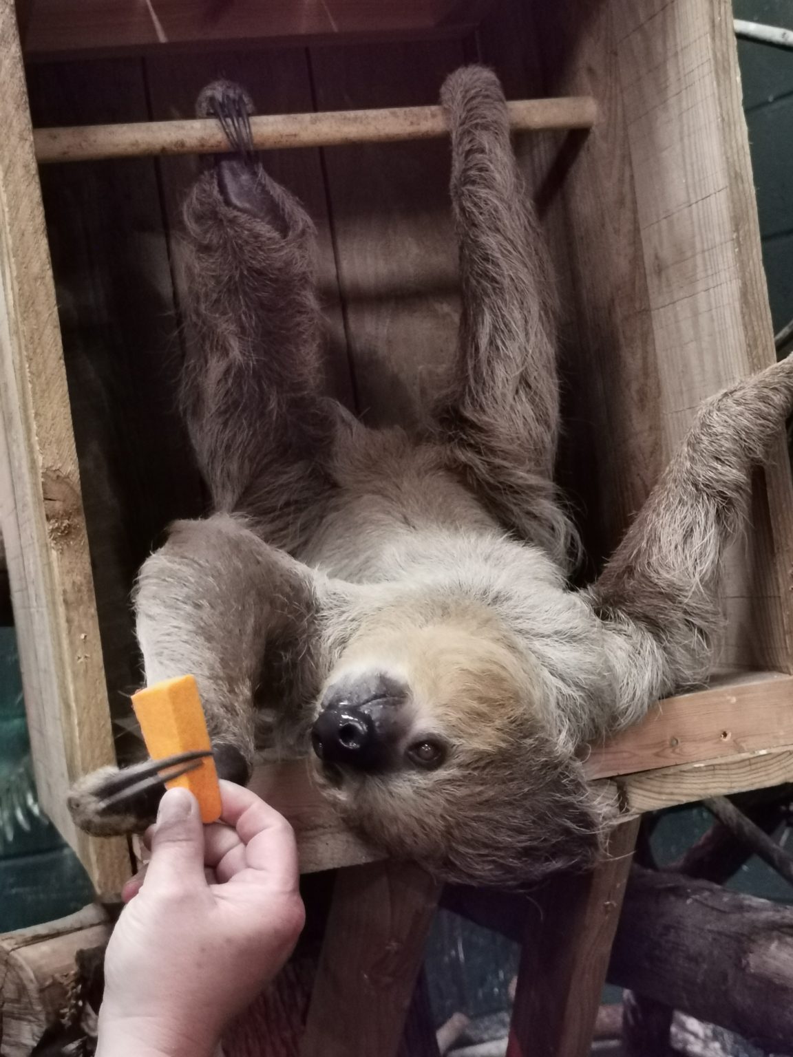 Sloth Experience UK • Meet a Sloth at Folly Farm Wales
