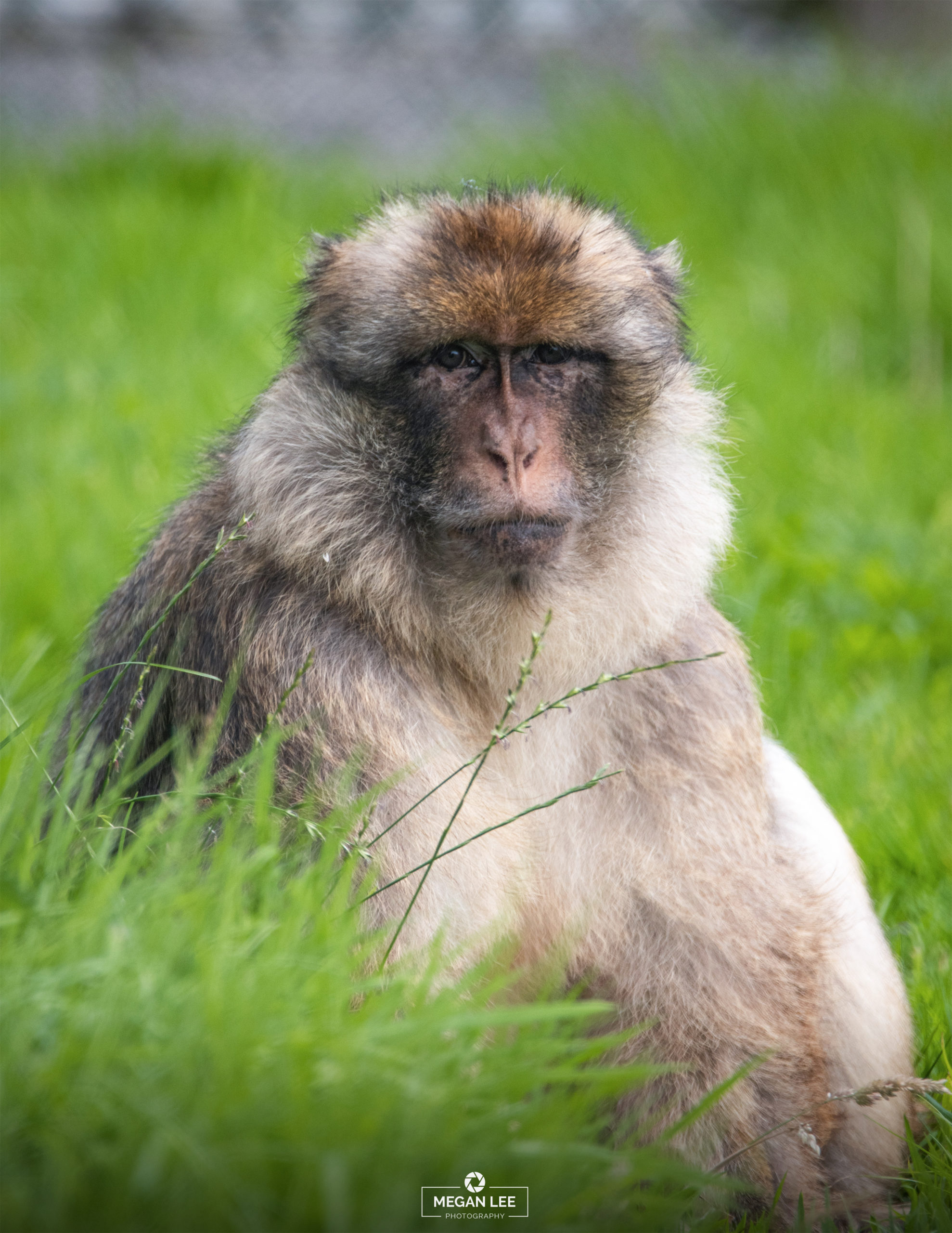Barbary Macaques • Fun Facts & Information For Kids