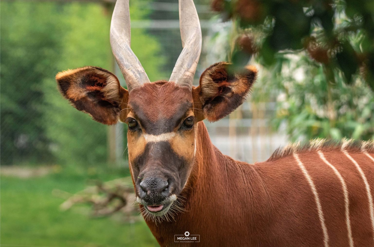 Eastern Bongo • Fun Facts and Information For Kids