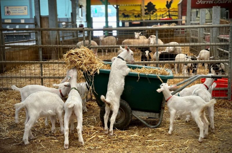 Barn Animal Webcam • Watch our Goats & Sheep Frolic in the Jolly Barn!