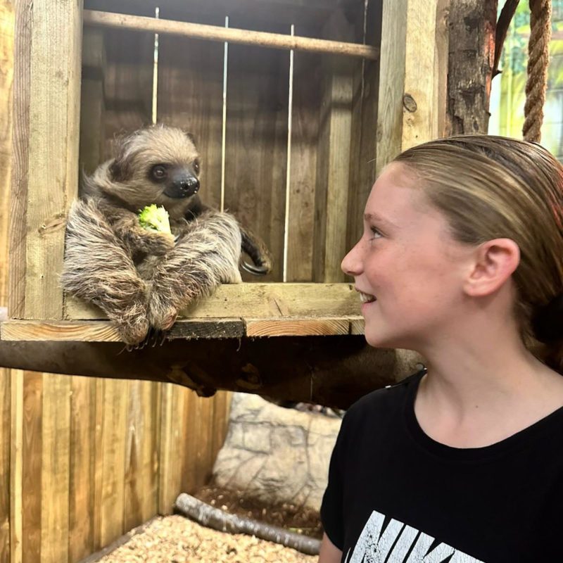 Sloth Experience UK • Meet a Sloth at Folly Farm Wales