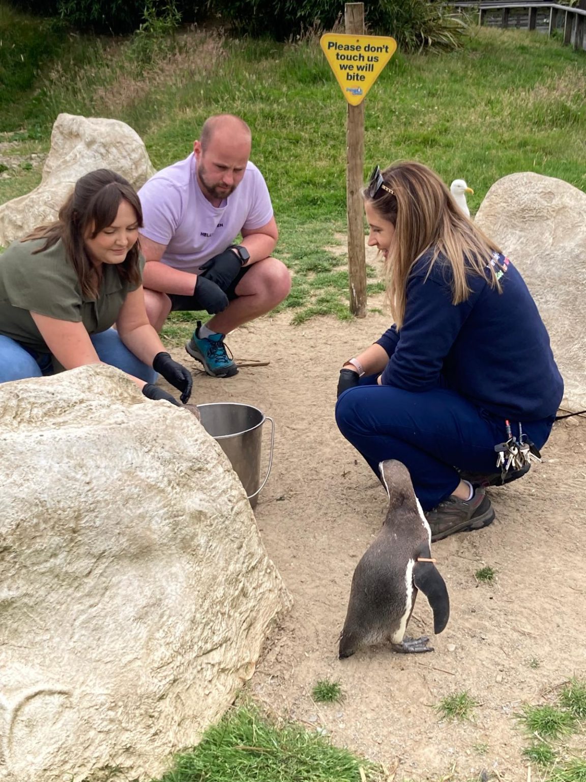 Penguin Experience UK • Feed the Penguins at Folly Farm