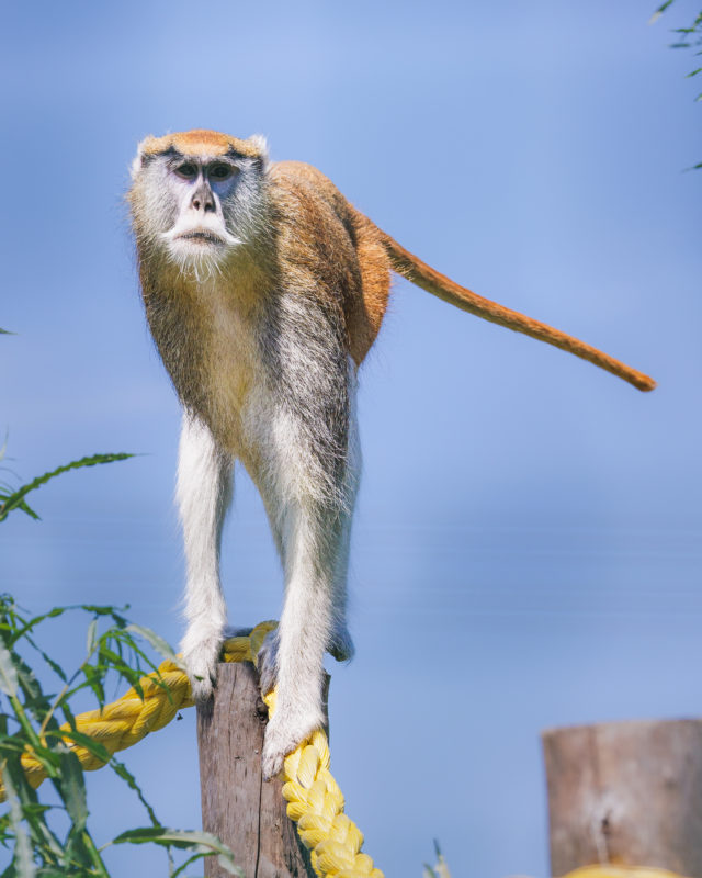 New Patas Plains Primate Enclosure Opens • Folly Farm