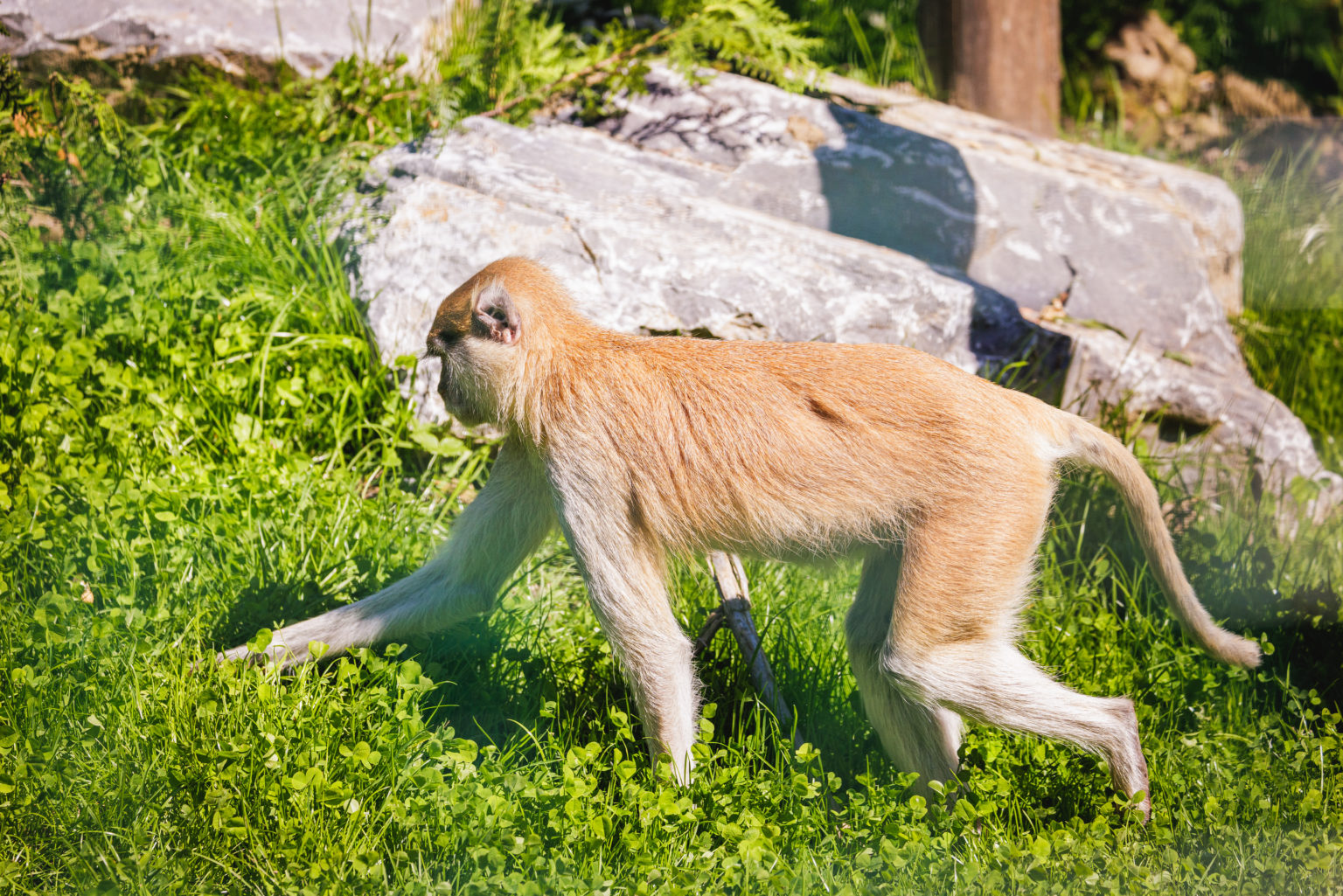 New Patas Plains Primate Enclosure Opens • Folly Farm
