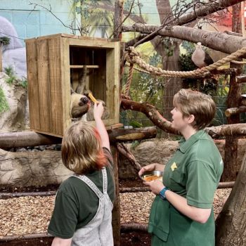 Sloth Experience UK • Meet a Sloth at Folly Farm Wales