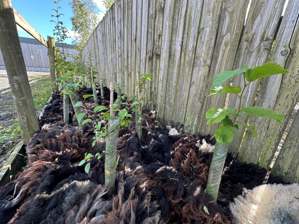 Why is wool good for trees? • Folly Farm