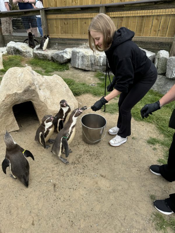 Penguin Experience UK • Feed the Penguins at Folly Farm