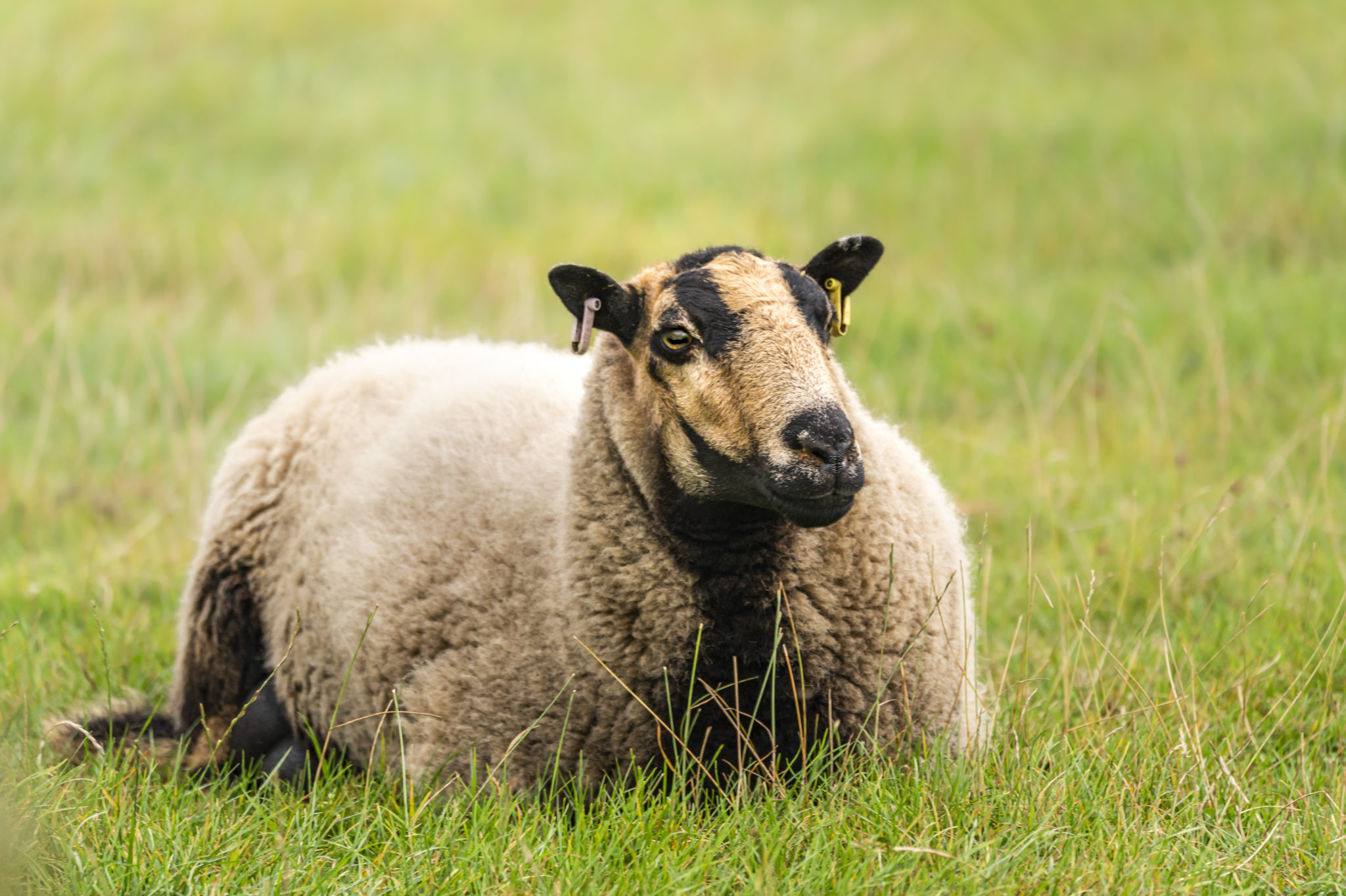 List of Farm Animals at Folly Farm • Farm animals A to Z