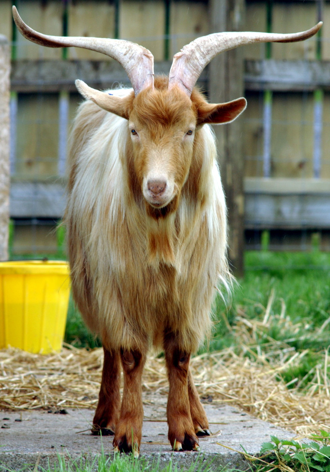 List of Farm Animals at Folly Farm • Farm animals A to Z