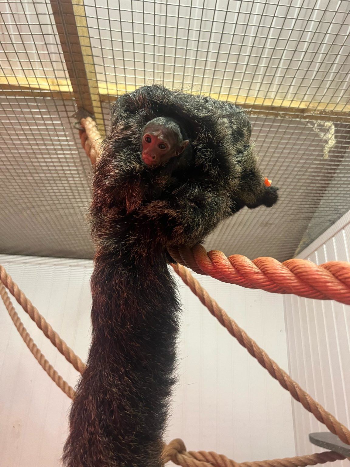 Baby Saki Monkey Born at Zoo • Folly Farm