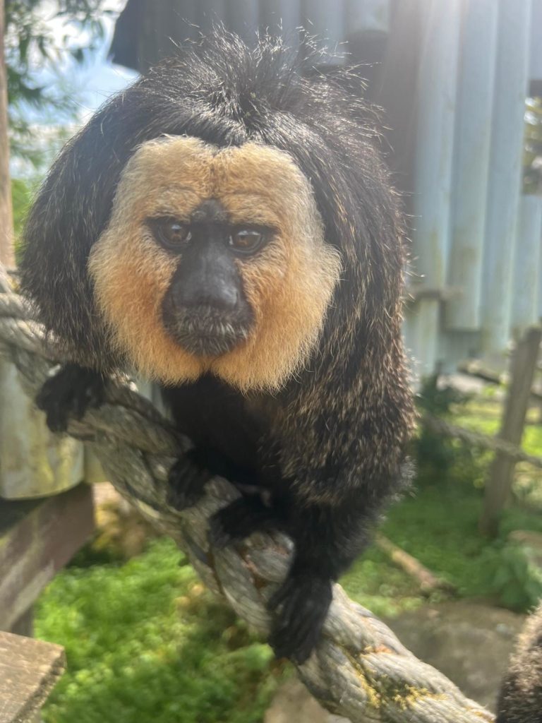 Baby Saki Monkey Born at Zoo • Folly Farm