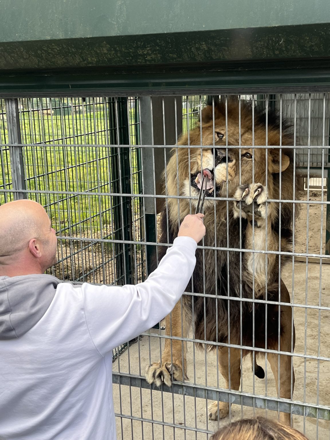 Lion Experience UK • Lion Feeding at Folly Farm