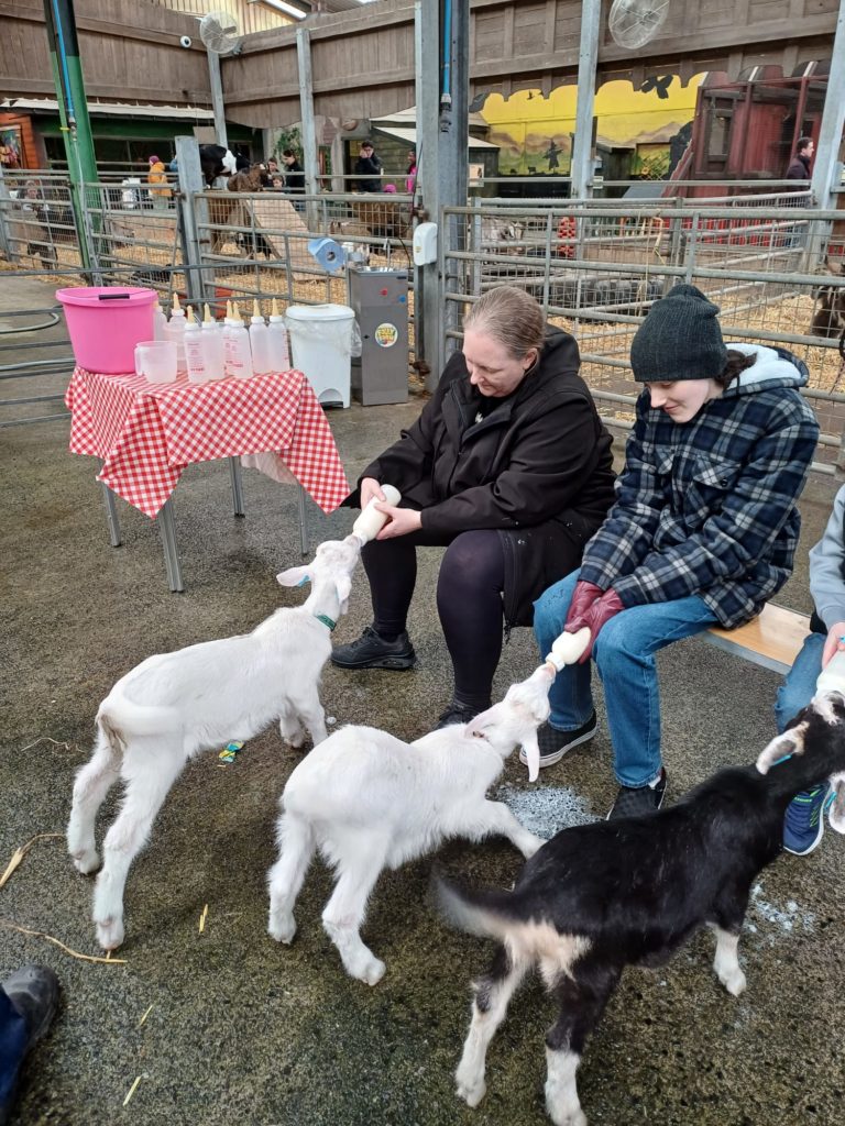 Bottle Feed The Goats at Folly Farm Adventure Park & Zoo