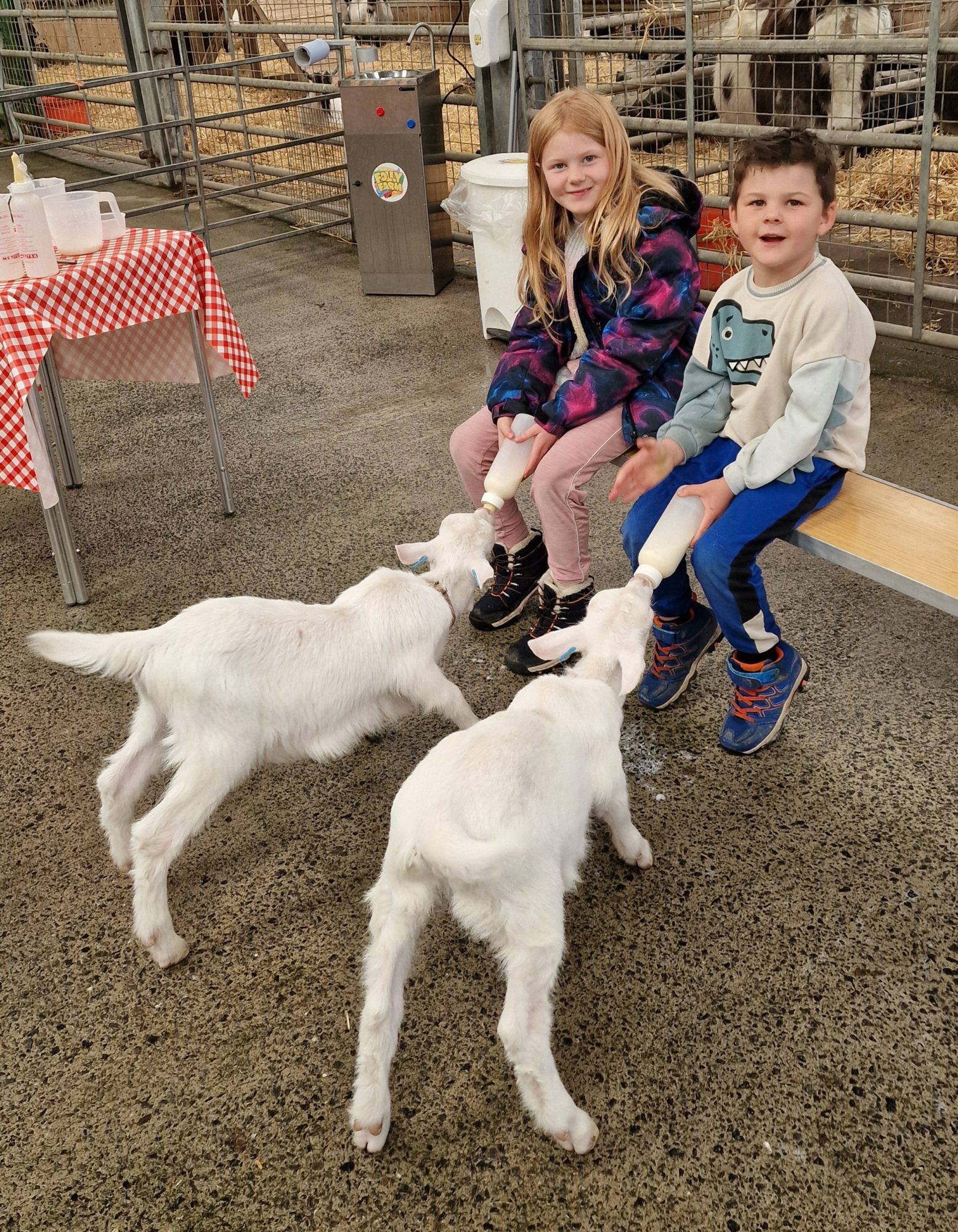 Bottle Feed The Goats at Folly Farm Adventure Park & Zoo