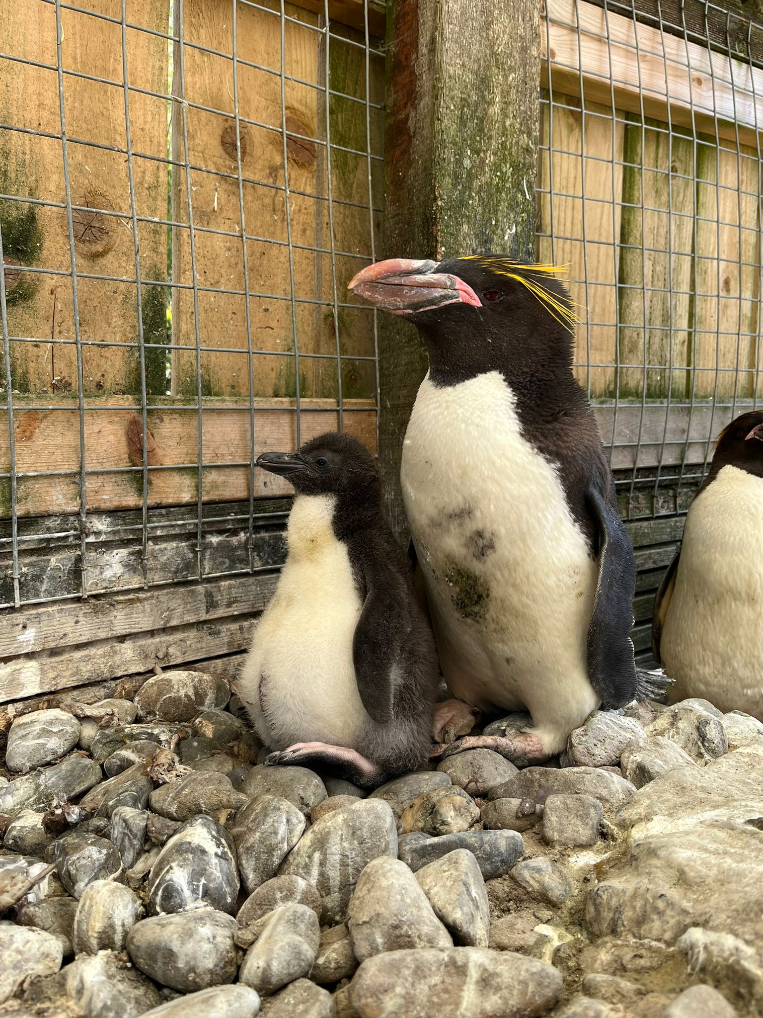 Zoo Breeding Programmes at Folly Farm Adventure Park & Zoo