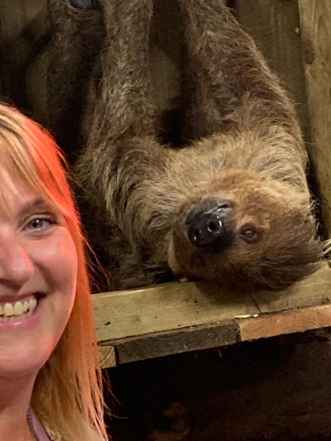 Sloth Experience UK • Meet a Sloth at Folly Farm Wales