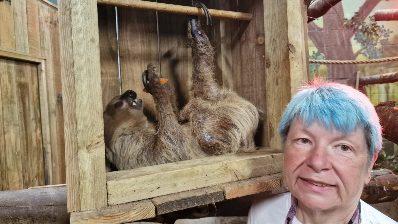 Sloth Experience UK • Meet a Sloth at Folly Farm Wales
