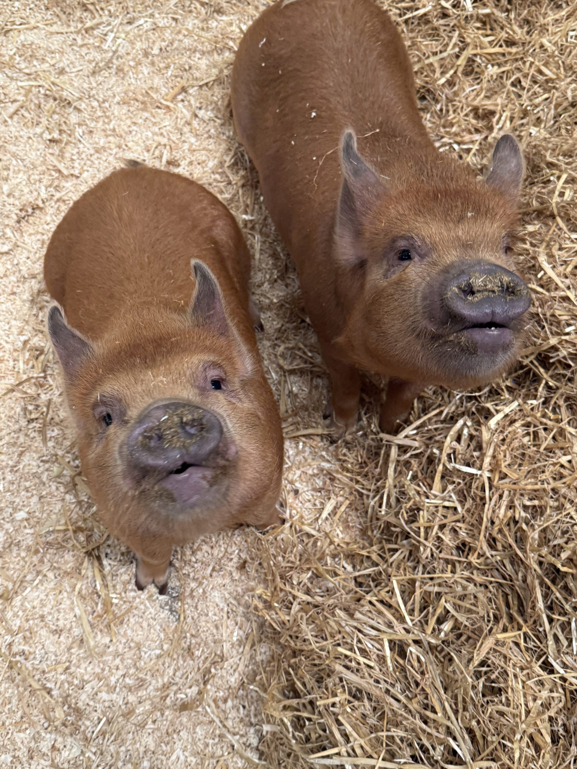 Meet new miniature barn residents • Folly Farm