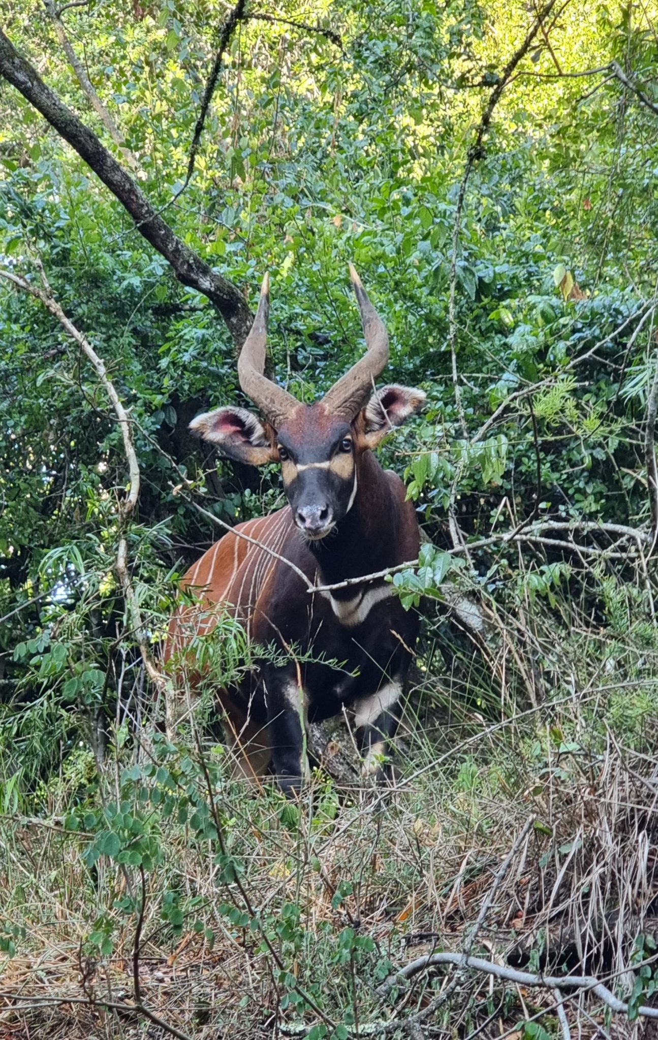 Folly donations support Bongo Conservation • Folly Farm