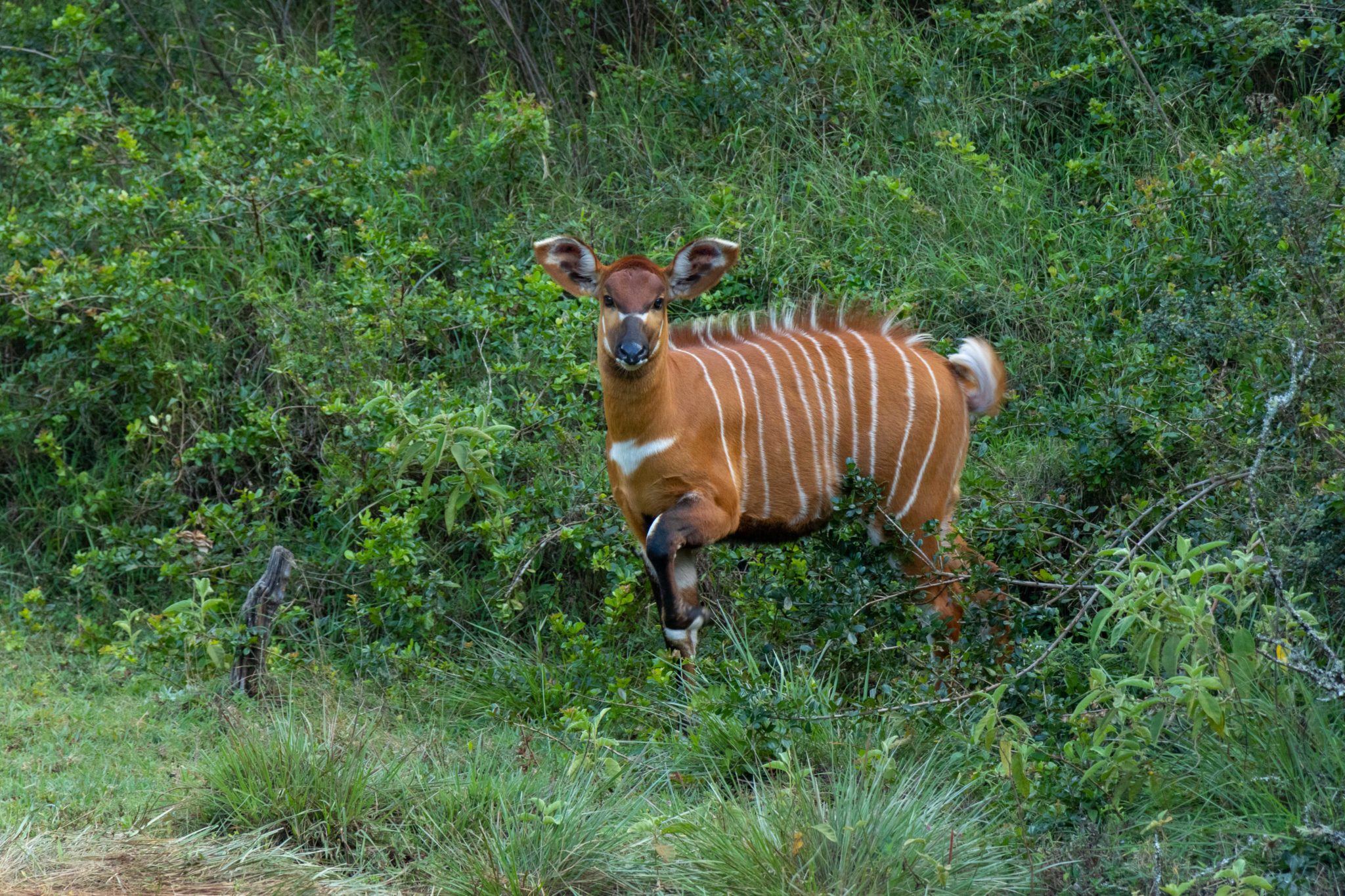 Folly donations support Bongo Conservation • Folly Farm