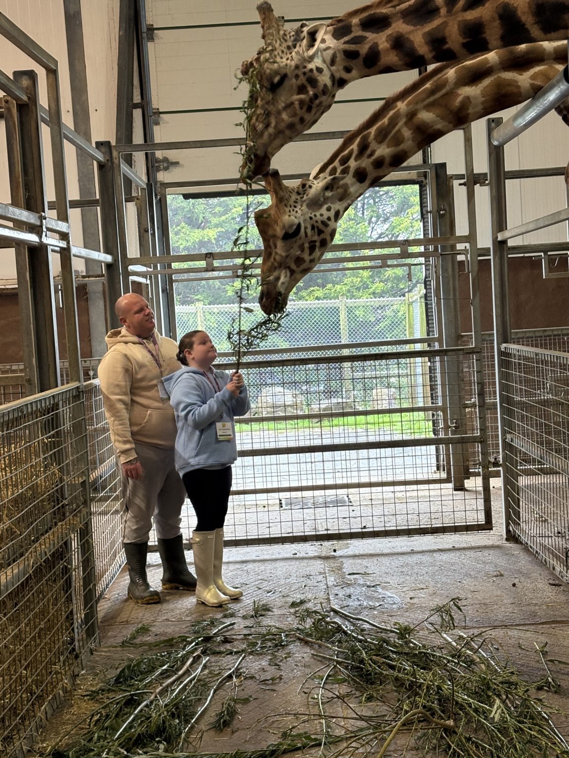 Giraffe Experience UK • Feed Giraffes at Folly Farm