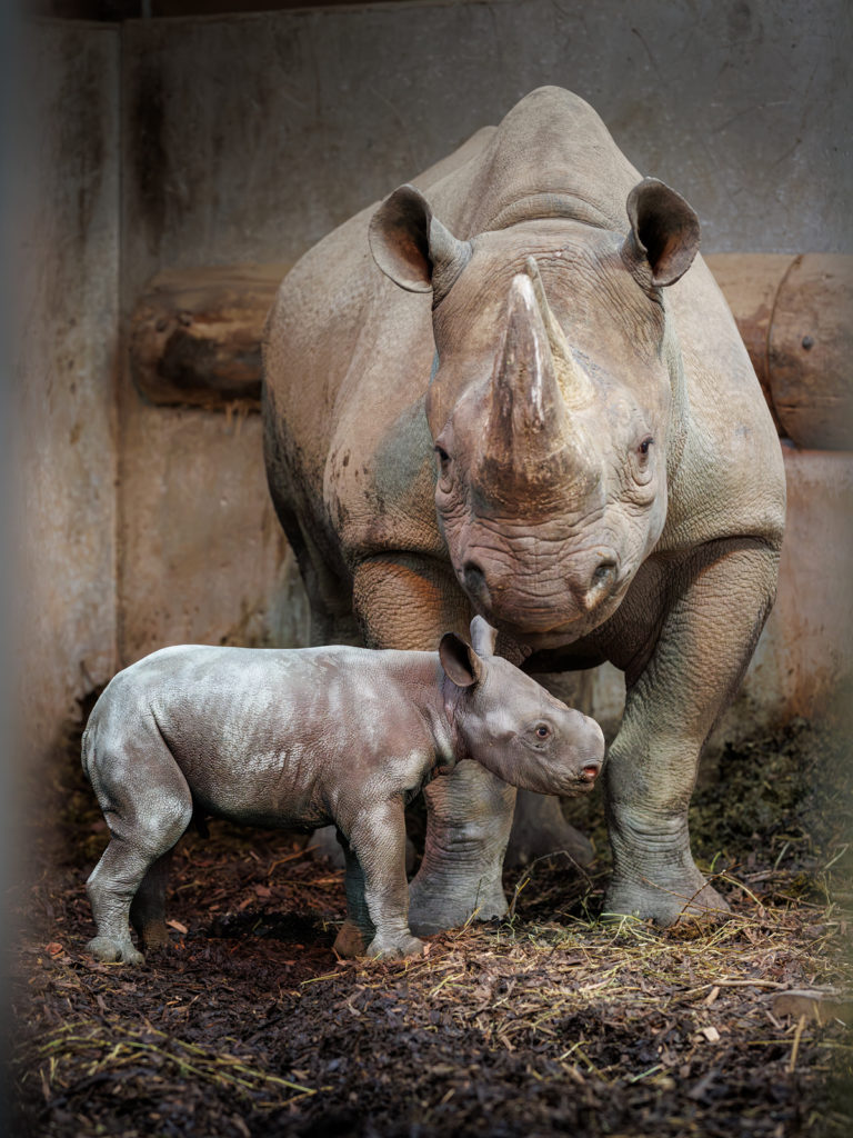 Black rhino baby • Folly Farm