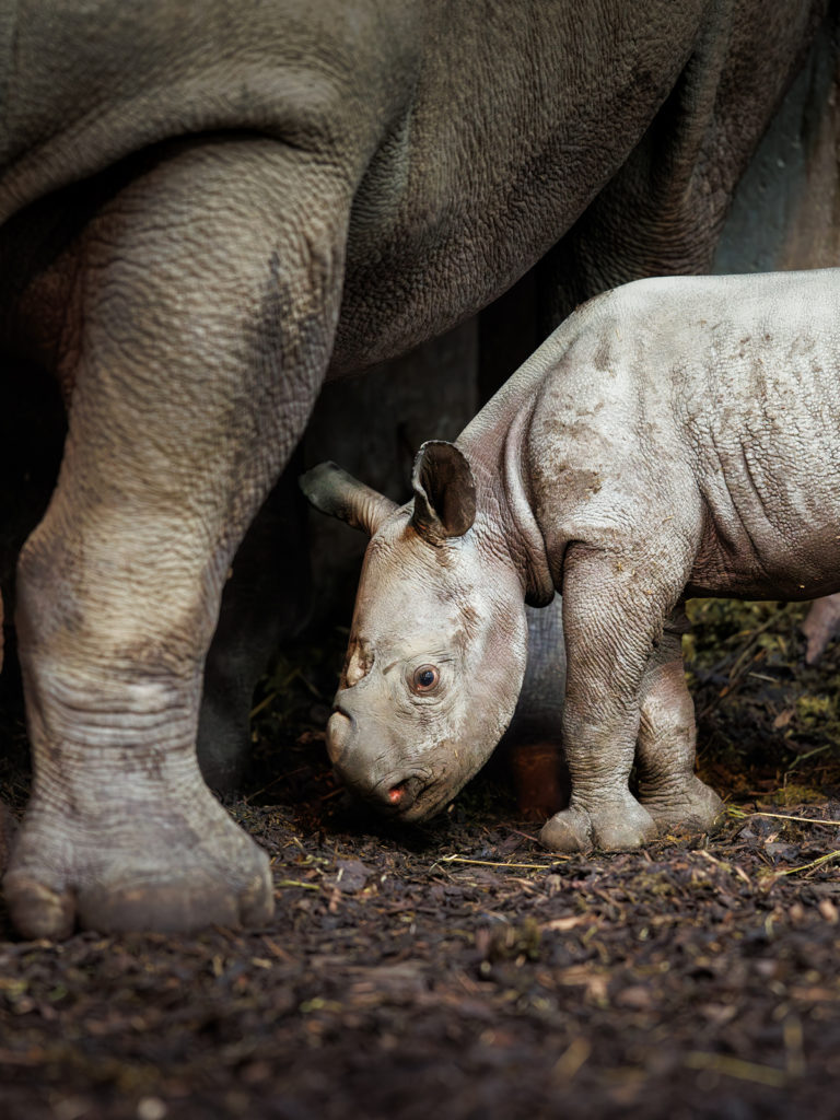 Black rhino baby • Folly Farm